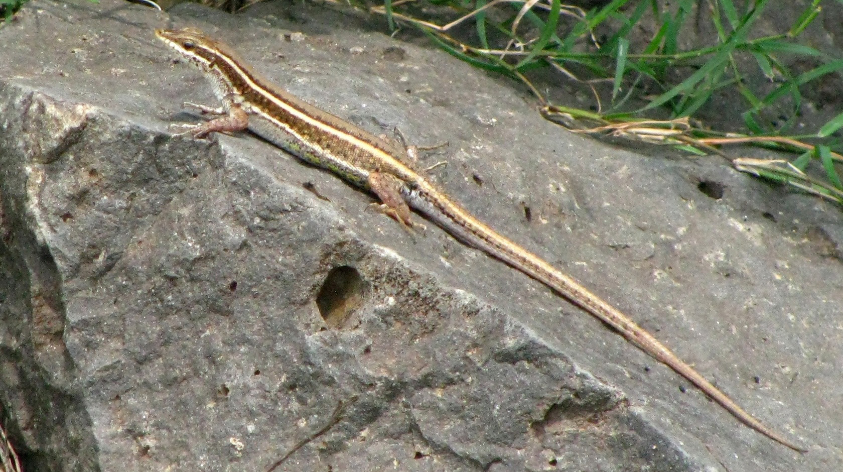 Ophisops MÉNÉTRIÉS, 1832