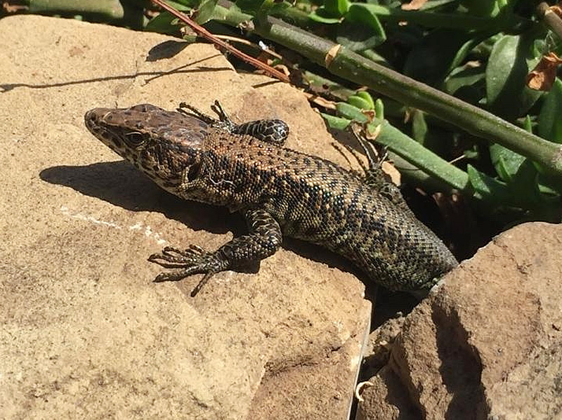 Adolfus STERNFELD, 1912